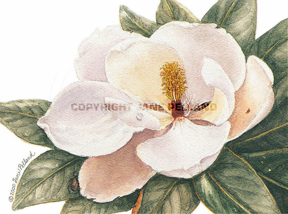 Magnolia Grandiflora Large Note Cards – The Boutique Charleston